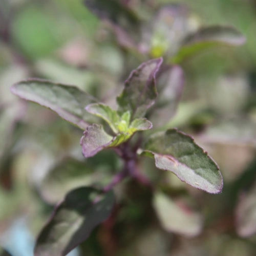 Shop Tulsi Holy Basil – Intentionally Natural